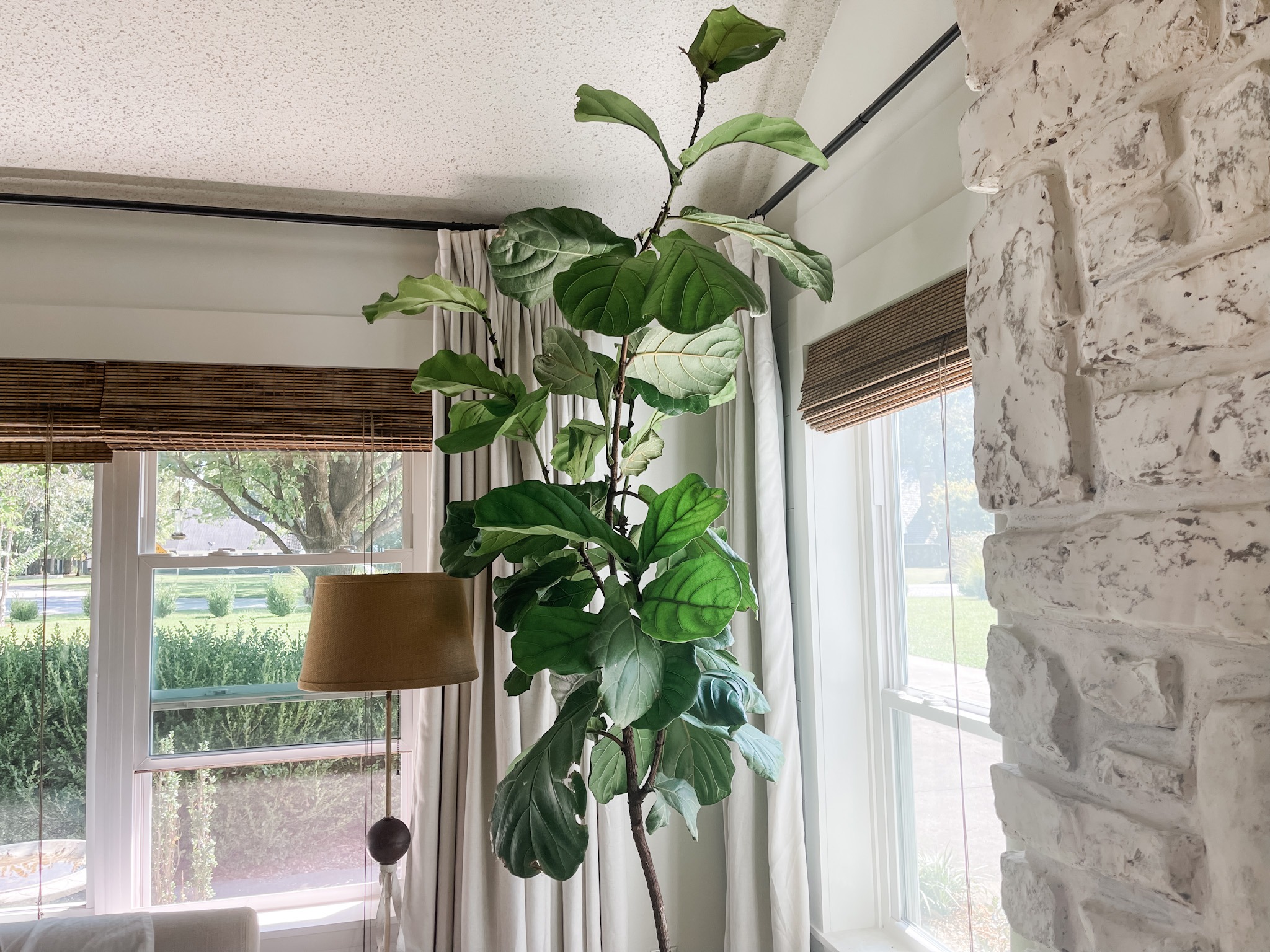 How to Grow a Fiddle Leaf Fig Tree - Free Range Cottage